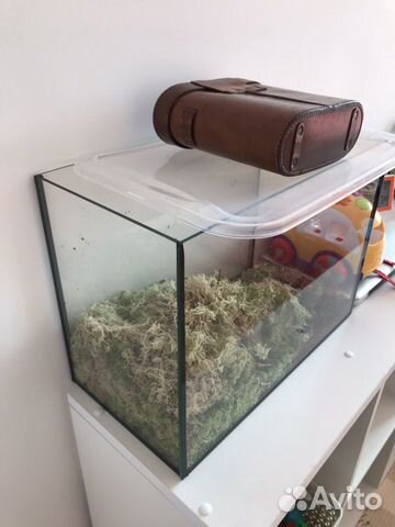 Архахатин гигантская африканские улитка бесплатно