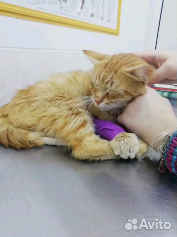 Отдам кота в хорошие руки