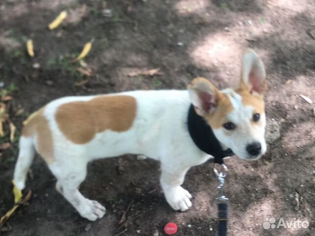 Джекрассел