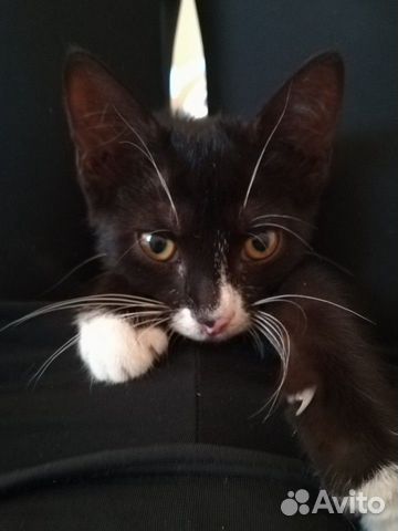 Отдам в добрые руки