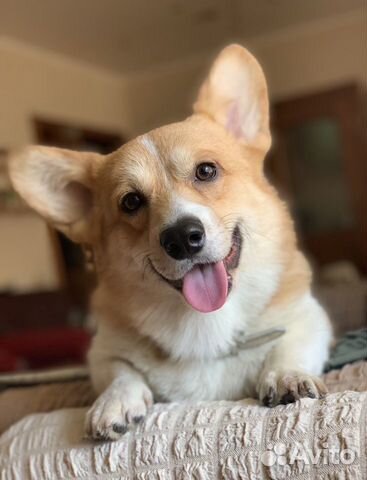 Породистый кабель корги пемброк на вязку