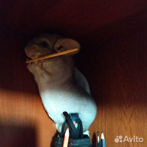 Шиншилла девочка