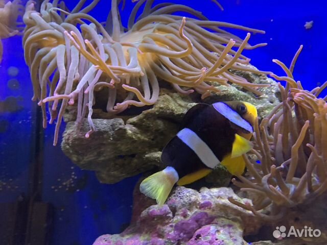 Рыбка клоун