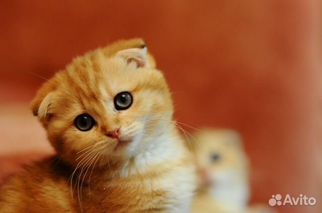 Шотландские котята золотого окраса