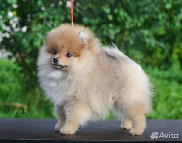 Перспективная девочка померанского шпица