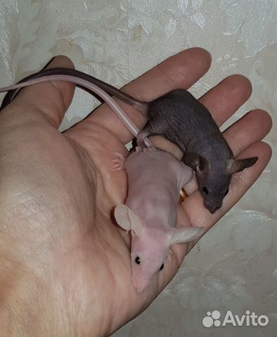 Декоративные мышки и акомисы