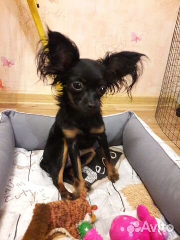 Роскошные малютки д/ш тойчики