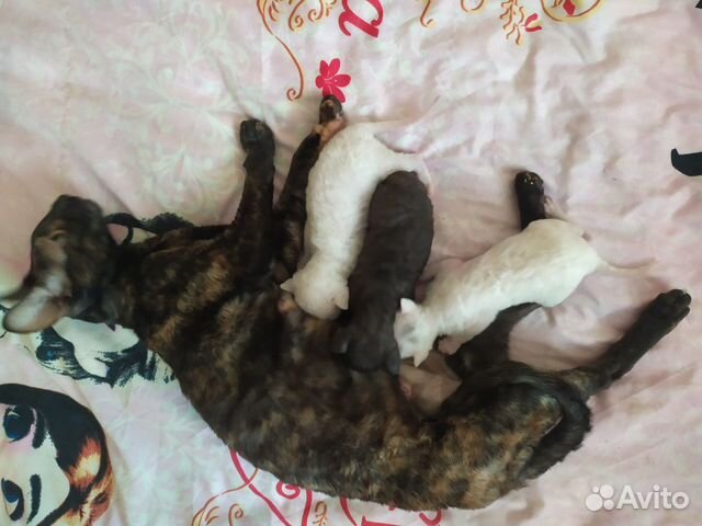 Котята корниш рекс