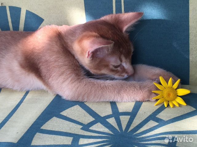Котёнок абиссинец