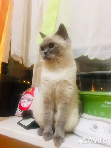 Шотландская прямоухая