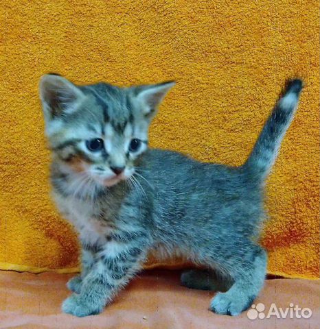 Котёнок-Принцесса (Цисси)