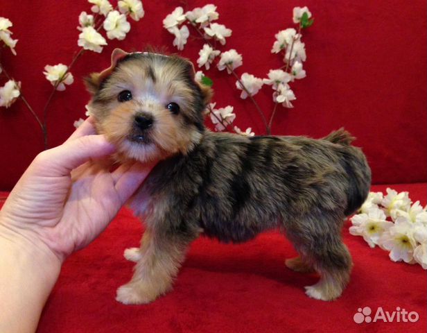 Мерле йорк девочка мелкий стандарт