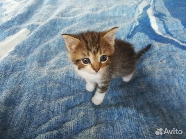 Котенок Карамелька