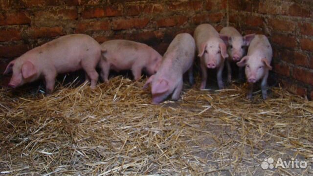 Поросята ландрас