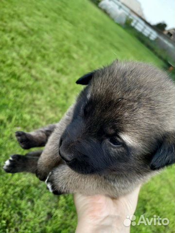 Щенки помесь акиты американской и дворняги