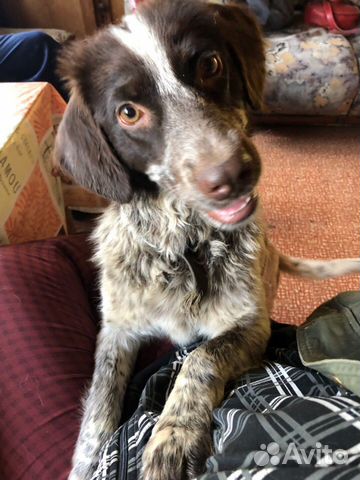 Ищу надежного хозяина