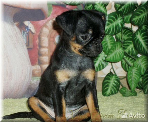 Мини девочка брабантка