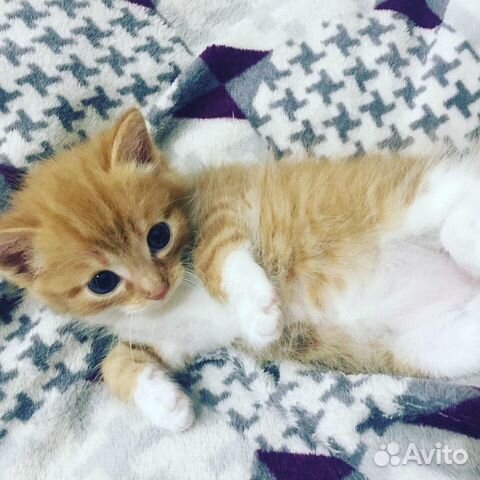 Милый, послушный малыш ищет дом Котик самостоятель