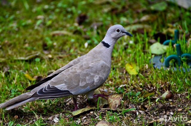 Синие кольчатые горлинки