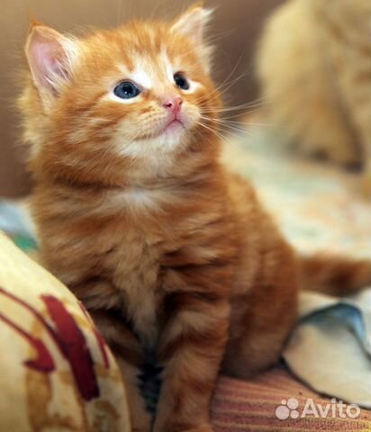 Симпатичный рыжий котенок