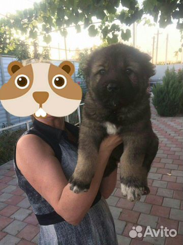 Кавказская овчарка