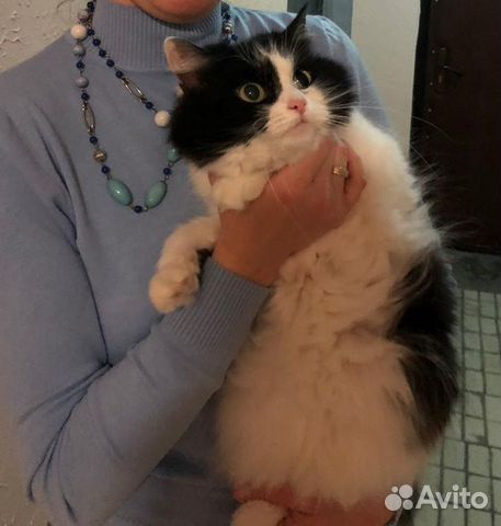 Отдам кошку