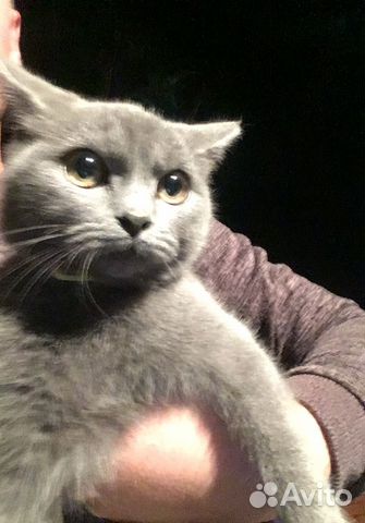 Найден котёнок