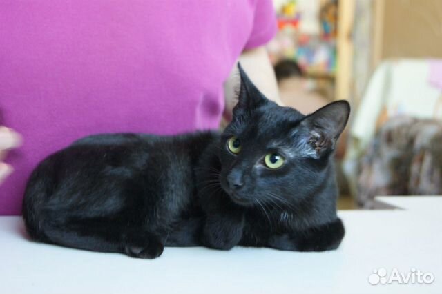 Черная пантерка 4 мес (уже стерилизована)