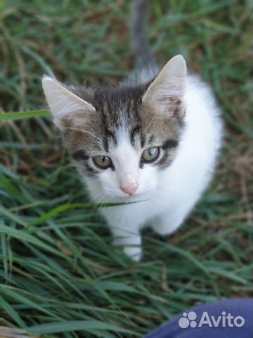 Котенок Кузя