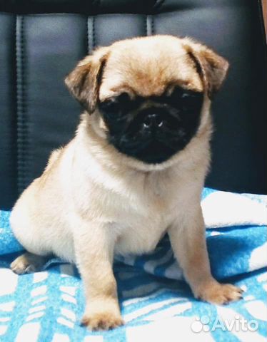 Очаровательная девочка от питомника "Юг Урала"