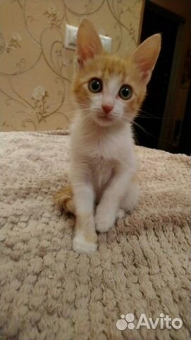 Рыжий котенок в дар