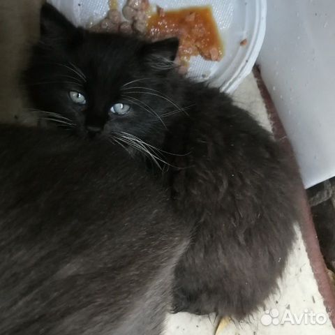 Котенок