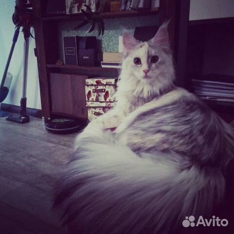 Кошка Мейн Кун