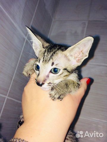 Котята ориенталы