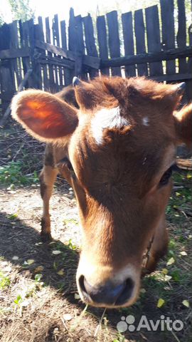 Телка джерсийской породы