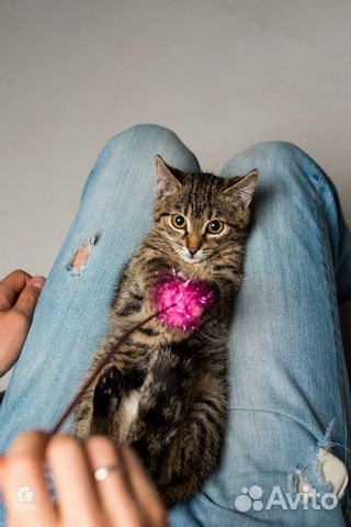 Котенок Верещагин (5 мес) ищет дом