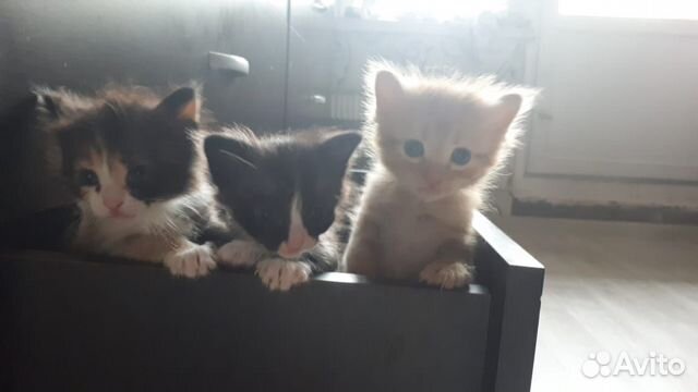Котята в добрые руки