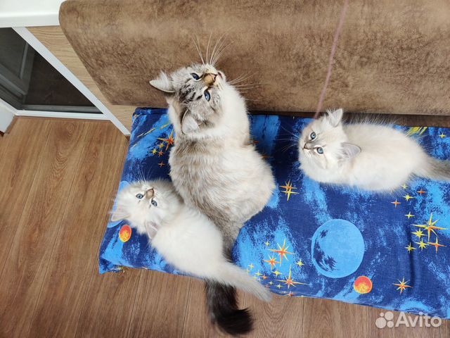 Сибирские коитики ищут дом