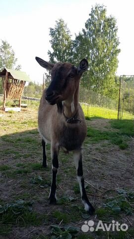 Коза дойная молодая