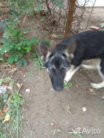 Овчаренок девочка ищет дом