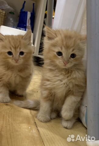 Кошки от Мамы сил-поинт