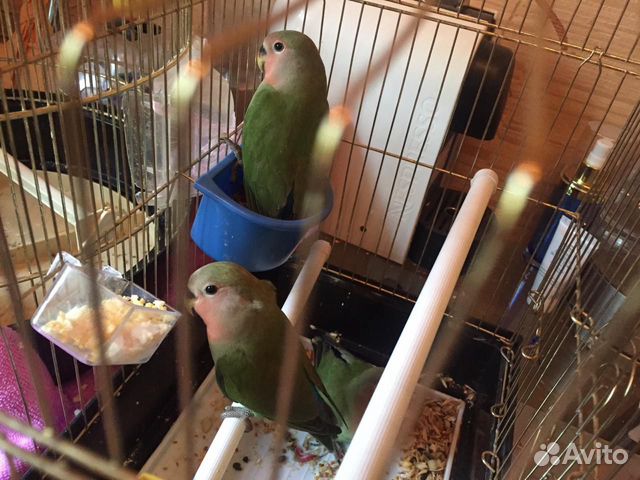 Неразлучники, птенцы