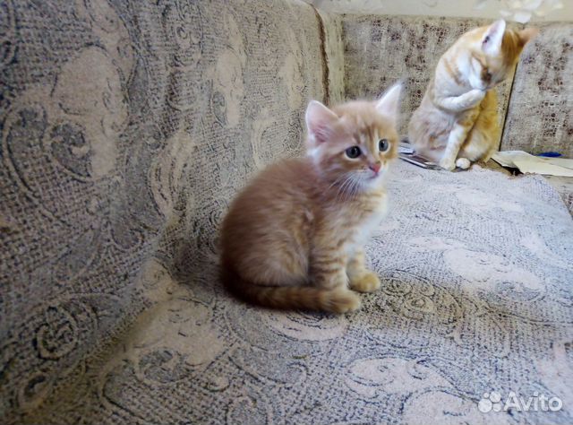 Полусибирские котята