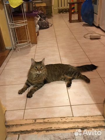 Кошка Лиса