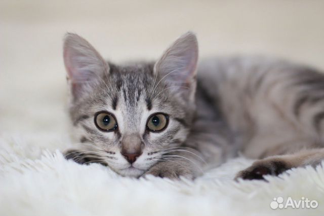 Котёнок Ириска в добрые руки