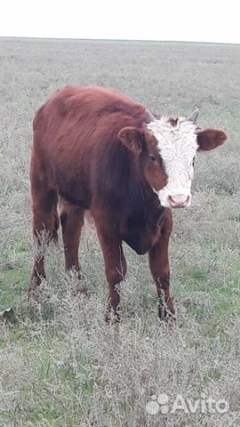 Бычки на откорм