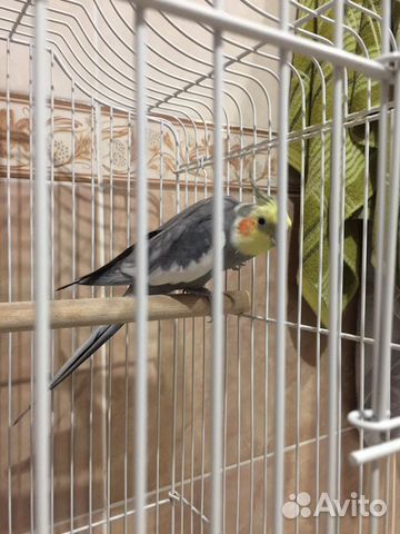 Попугай карелла