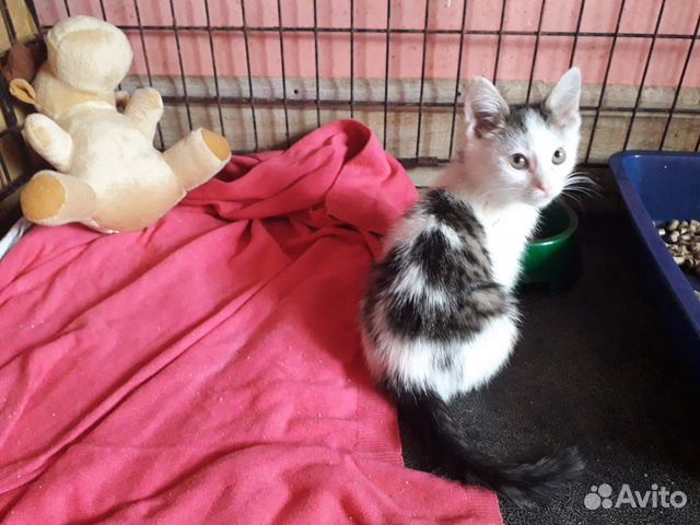 Котик Тосик ищет Дом
