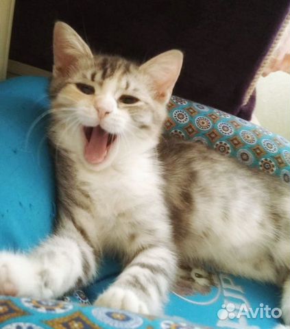 Котенок в добрые руки