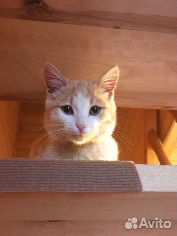 Красавчик котёнок ищет дом